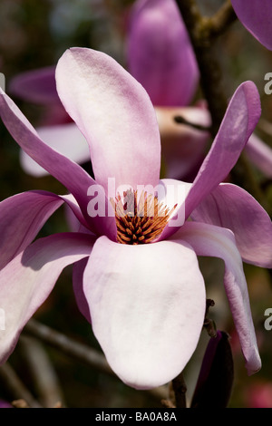 Magnolia and pollination Stock Photo - Alamy