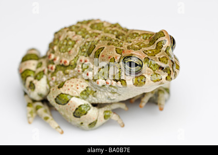 Toad Cut Out, Common Toad, Bufo Bufo Stock Photo: 36364737 - Alamy