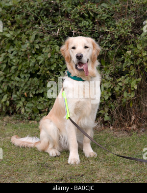 Xylo one year old golden retriever owned by Dogs for the Disabled ...
