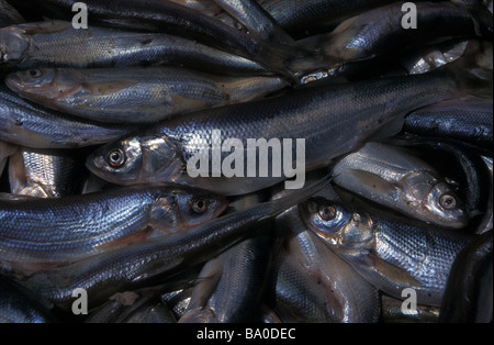 The pearl mullet or Van fish (Chalcalburnus tarichi) is a species of ...