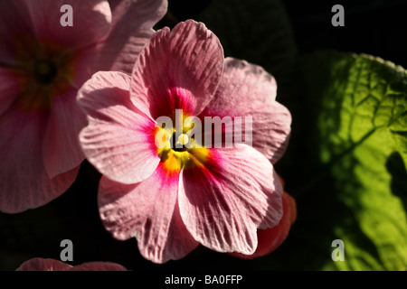 Primrose Family Primulaceae garden hybrids an early Spring Flower seen ...