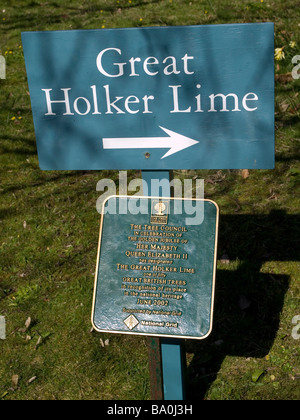 The Great Holker Lime, Holker Hall, Cumbria Stock Photo: 27906859 - Alamy