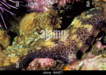 Two spot octopus Octopus bimaculatus California Pacific Ocean Stock ...