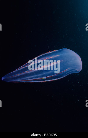 Bioluminescent comb jelly (Beroe forskalii) off of Santa Cruz Island ...