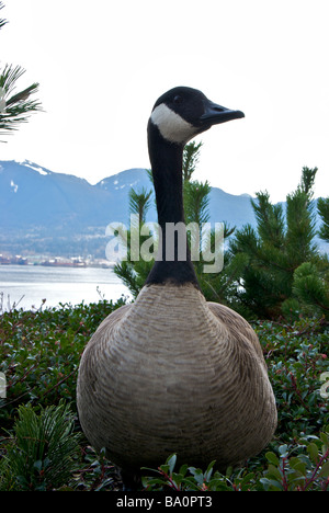 Canada Goose Nesting in a Flower Bed at Kew Gardens. Canada Goose Geese ...