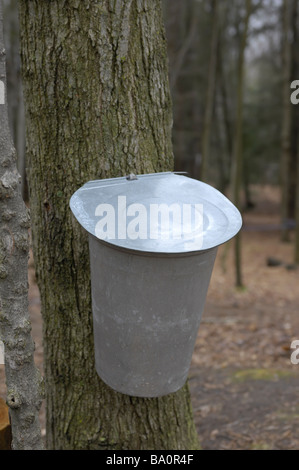 A bucket is attached to a maple tree, collecting sap that will be used ...