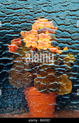 Flowers behind window, Flowers behind glass Stock Photo - Alamy