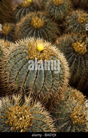 Flowering cactus plant Stock Photo - Alamy