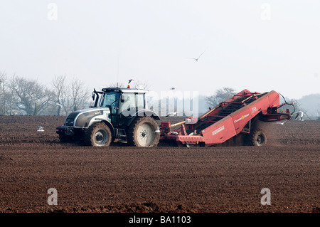 Destoning a field and planting potatoes Stock Photo - Alamy