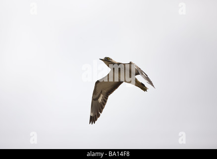 Stone Curlew - in flight Stock Photo - Alamy