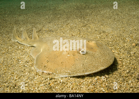 A Lesser Electric Ray (Narcine brasiliensis) in Florida, USA Stock ...