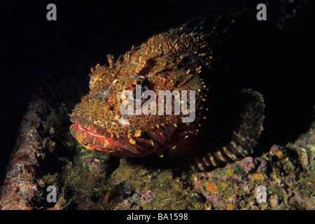 California Scorpionfish (Scorpaena guttata Stock Photo - Alamy