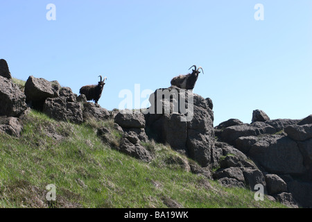 Wild goats on Island of Rhum Scotland Stock Photo - Alamy