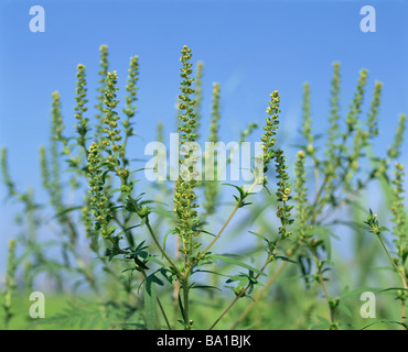 Yellow soft clouds against the blue evening sky Stock Photo - Alamy