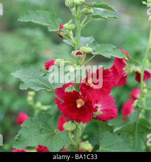 Rose mallow flowers growing Stock Photo - Alamy