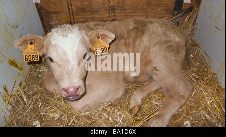 Young bull calf in a stall on a farm Stock Photo - Alamy