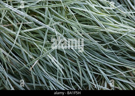 Close-up of frost covered grass Stock Photo - Alamy