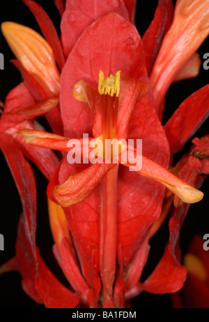 Ruellia (Ruellia colorata), flower Stock Photo - Alamy