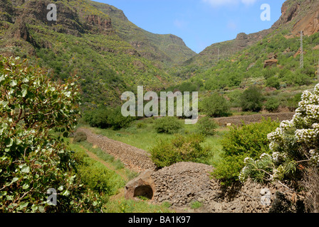 A fine view to the Barranco de Guayadeque, Guayadeque Ravine, Gran ...