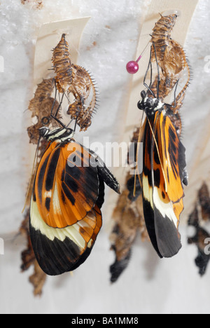 A butterfly emerging from its chrysalis in a Florida national park ...