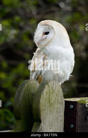 Barn Owl Looking Left Portrait with stunning details and soft bokeh ...