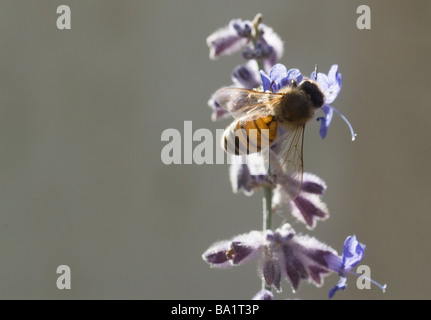 honey bee on Perovsia or Russian Sage Stock Photo - Alamy