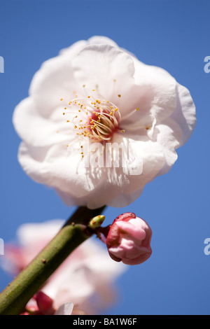 Blooming White Chinese plum flower or Japanese apricot, Korean green ...