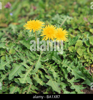 Yellow dandelion growing in the meadow in Poland Stock Photo - Alamy