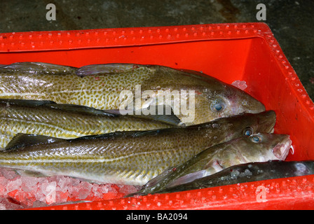 Fresh caught North Sea cod fish at North Shields Stock Photo - Alamy