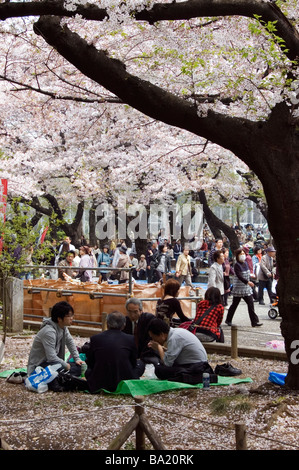 Japanese picnic under cherry blossoms in Yoyogi Park at Hanami Fest, Shibuya District, Shibuya ...