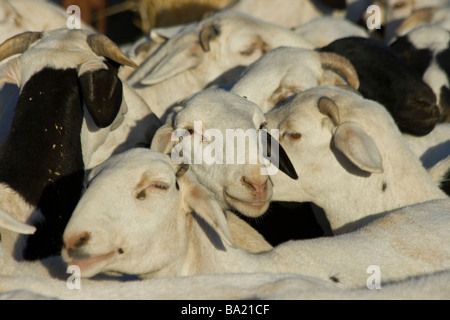 Herd of Sheep for Tabaski at the Market in Timbuktu Mali Stock Photo ...