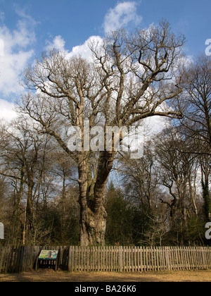 The Knightwood Oak, New Forest, UK Stock Photo - Alamy