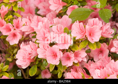 Rhododendron sp. "Albert Schweitzer", Azalea, Ericaceae Stock Photo - Alamy