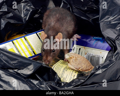 A brown rat around rubbish in a bin bag Stock Photo - Alamy