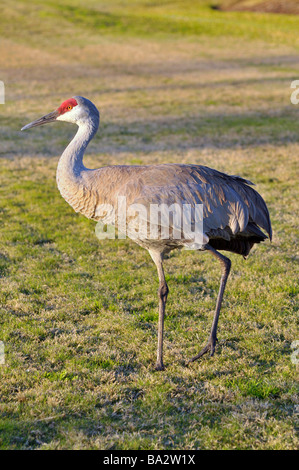 Long neck crane bird wading in water in search of food Stock Photo - Alamy