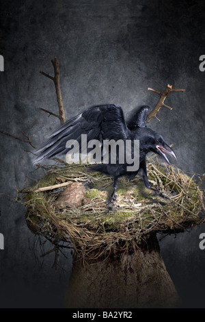 Kolkrabe Corvus corax nest [M] series animals bird raven-bird crow ...