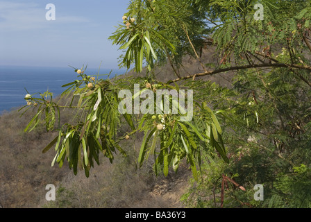 Seeds in seedpods of the Guaje tree used in Mexican cooking Species ...