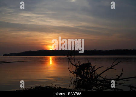 sunset over lough neagh with submerged floating tree branches in the ...