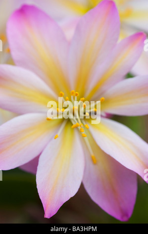 Lewisia tweedyi 'Rosea' flowers Stock Photo - Alamy