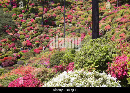 Japan Ome Azaleas festival park azaleas tourists overview series Asia ...