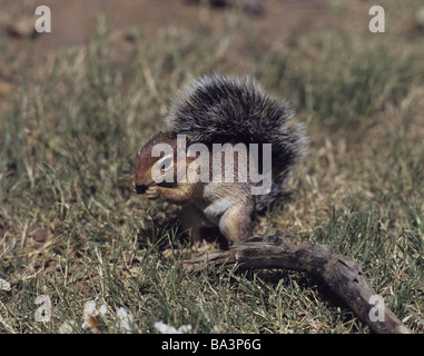 Red bristle-croissant Xerus rutilus eats at the side Africa Kenya ...