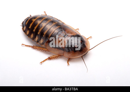 Cockroach Guyana Orange Spotted Roach upside down close up overhead ...