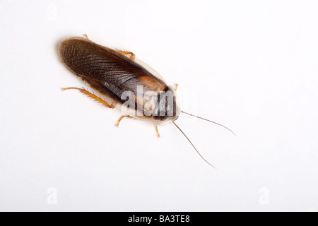 Cockroach Guyana Orange Spotted Roach upside down close up overhead ...