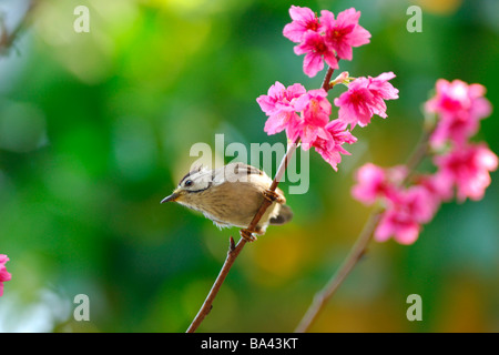 Formosan Yuhina perching on bare tree branch side view Stock Photo - Alamy