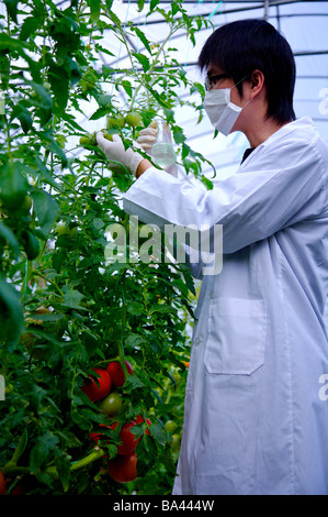Chinese young man checking tomato vegetable in grocery store. Smiling ...