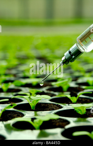 . Greenhouse Syringe Stock Photo - Alamy