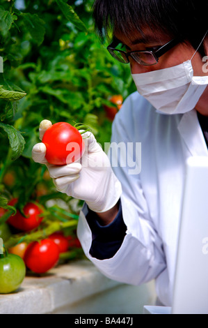 Chinese young man checking tomato vegetable in grocery store. Smiling ...