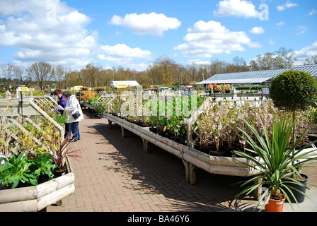 Outdoor plants, Longacre Nursery, Chobham, Surrey, England, United ...