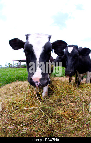 A group of cows are eating hay in a field. The cows are brown and black ...