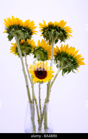 A vertical shot of beautiful sunflowers in bloom against blur ...